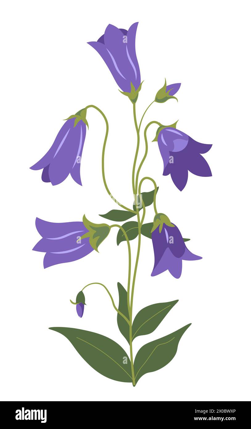 Purple bellflower in summer Stock Vector Images - Alamy