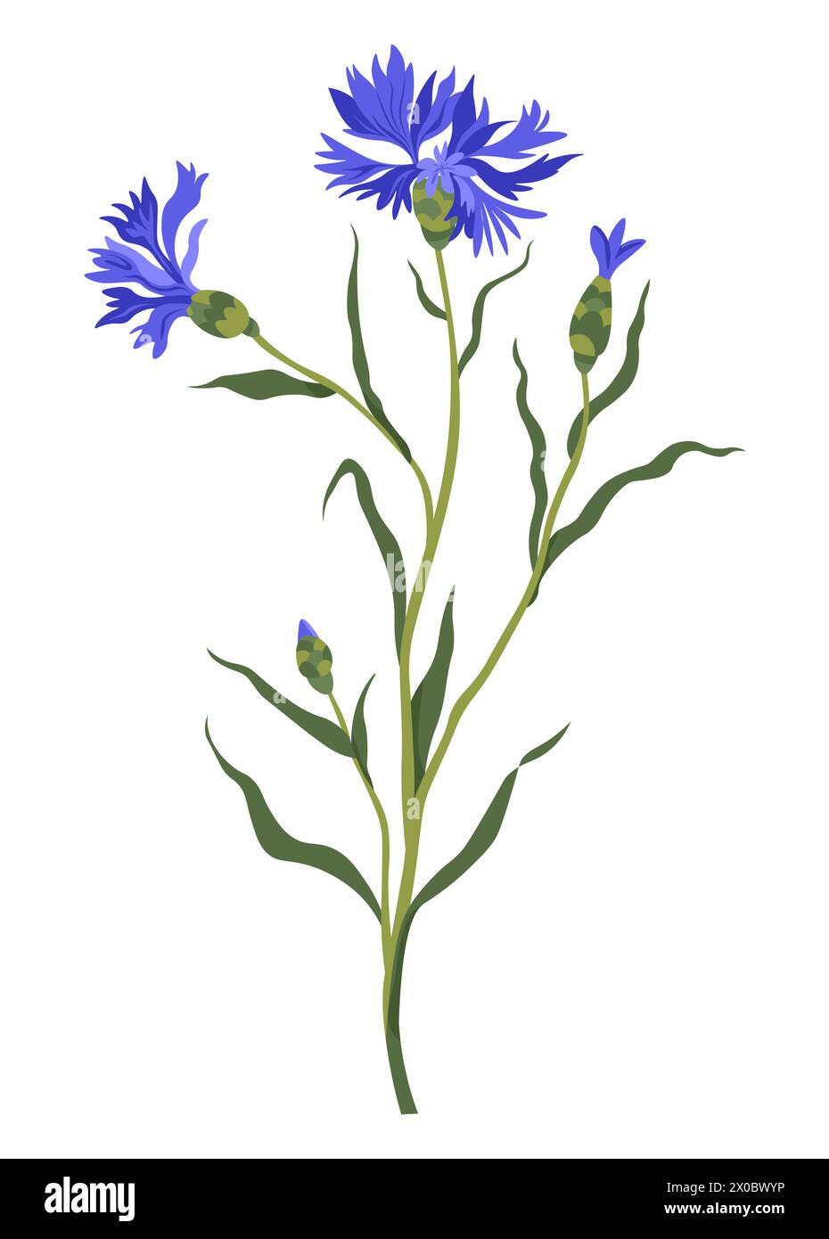 Cornflower decorative wildflower in blossom vector Stock Vector Image ...