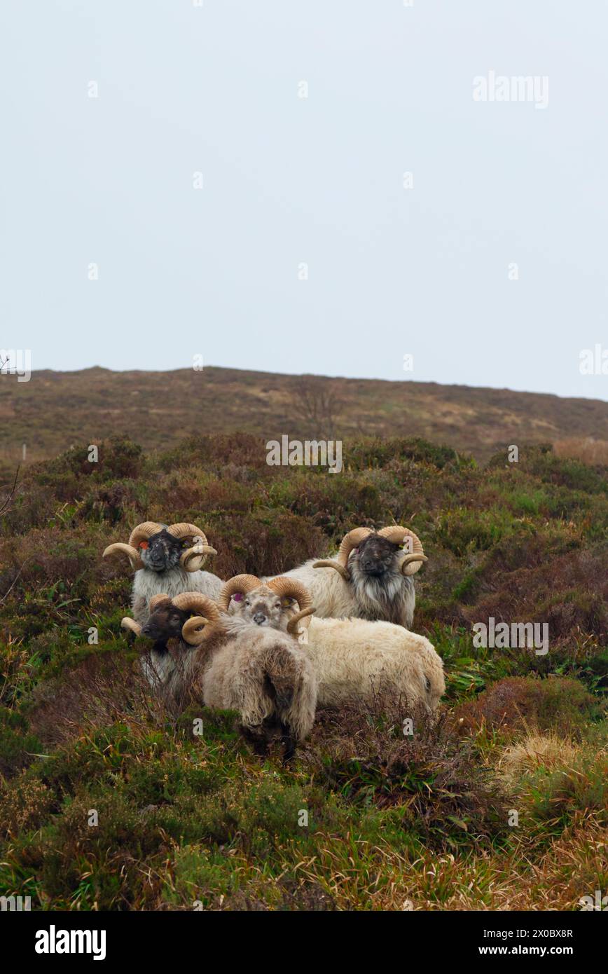 Boreray sheep hi-res stock photography and images - Alamy