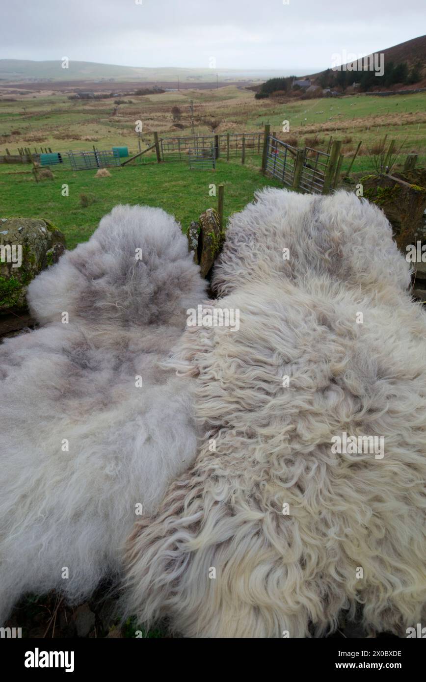 Sheep skins hi-res stock photography and images - Alamy