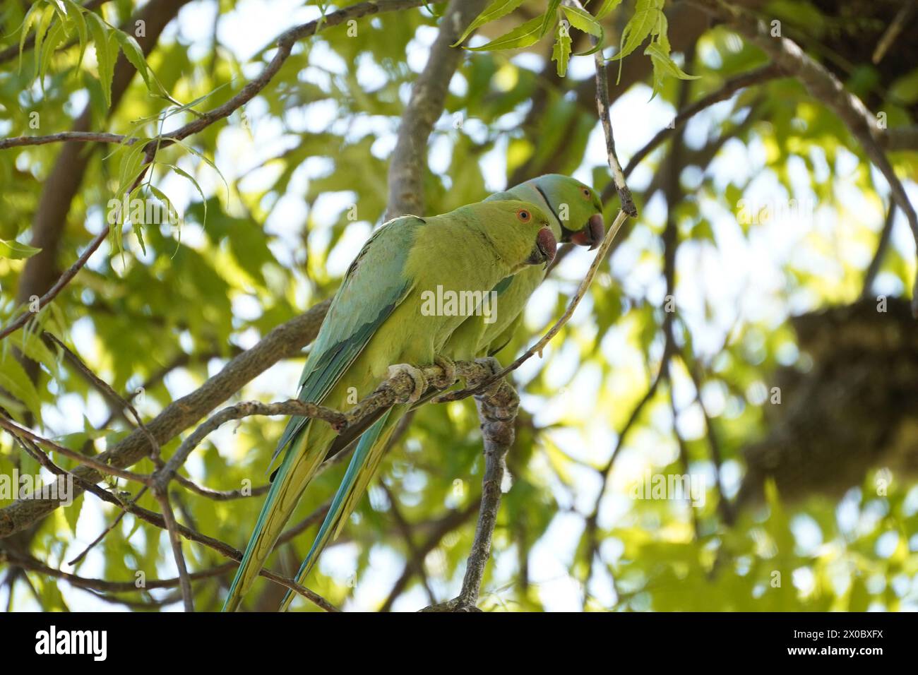 Illustration of a pair of green parrots, known as the alexandrine ...