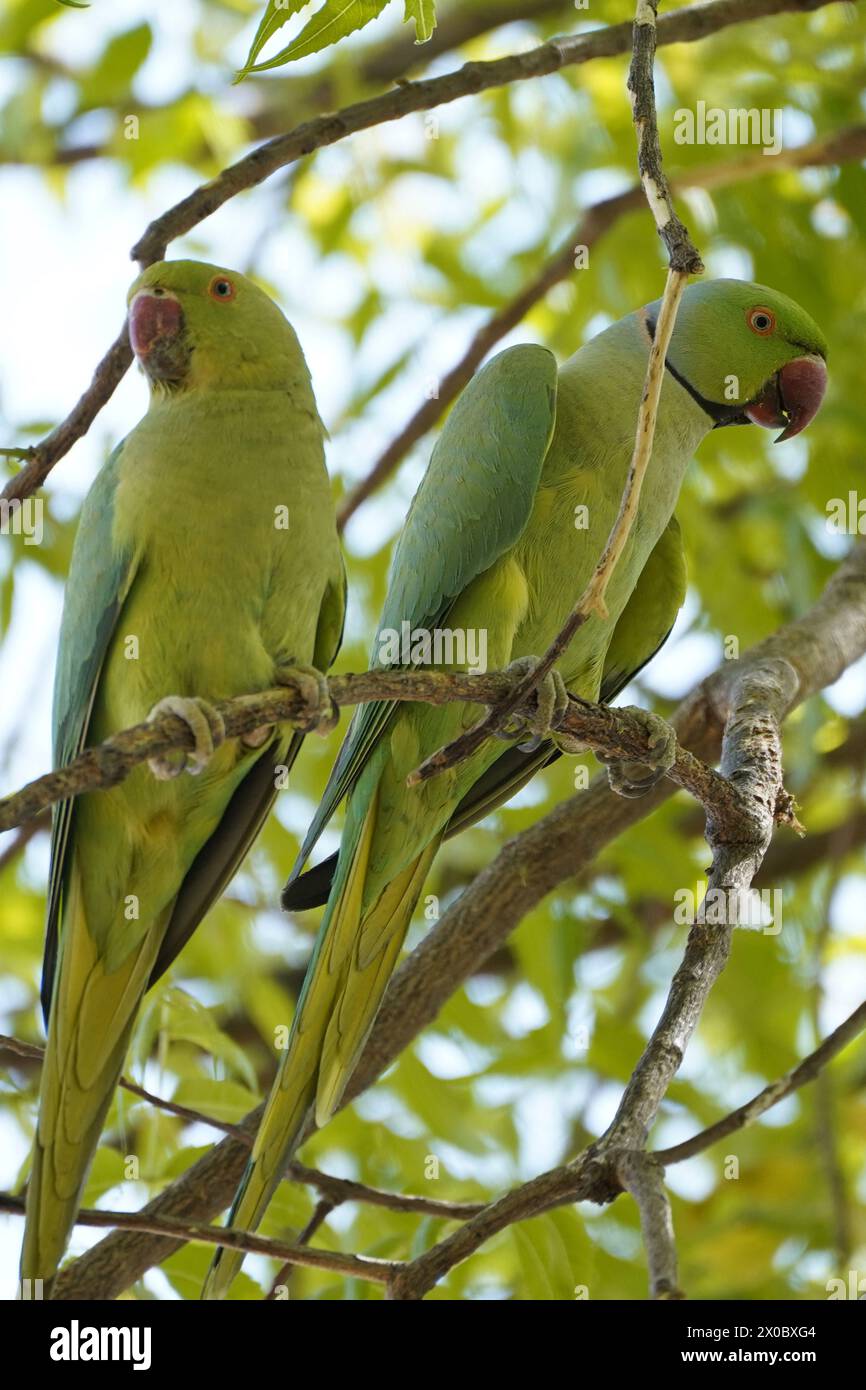 Illustration of a pair of green parrots, known as the alexandrine ...