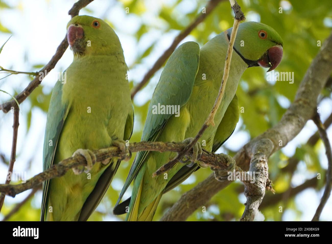 Illustration of a pair of green parrots, known as the alexandrine ...