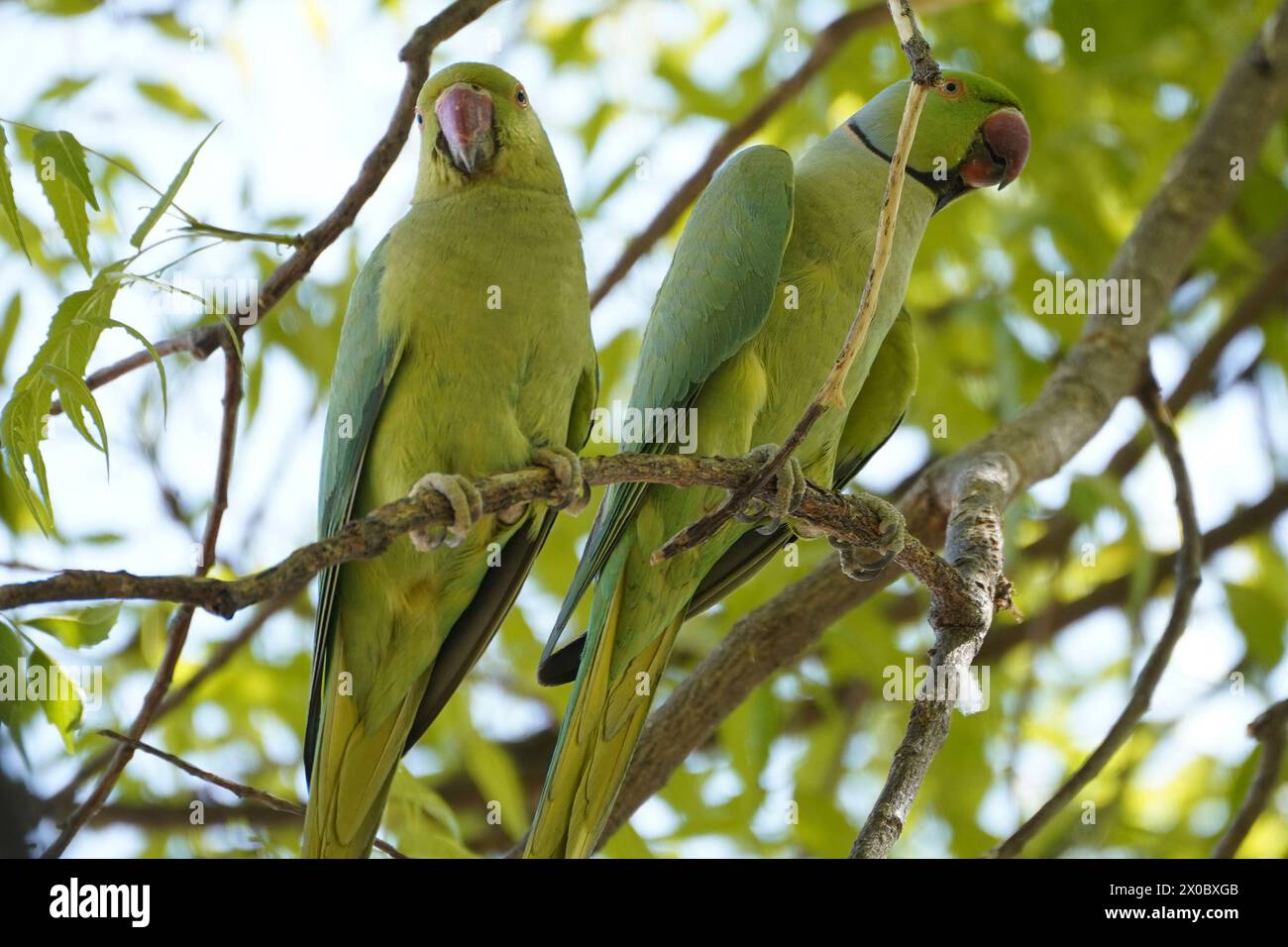 Illustration of a pair of green parrots, known as the alexandrine ...