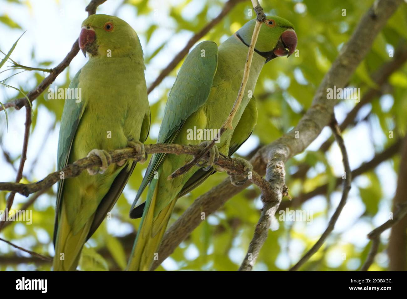 Illustration of a pair of green parrots, known as the alexandrine ...