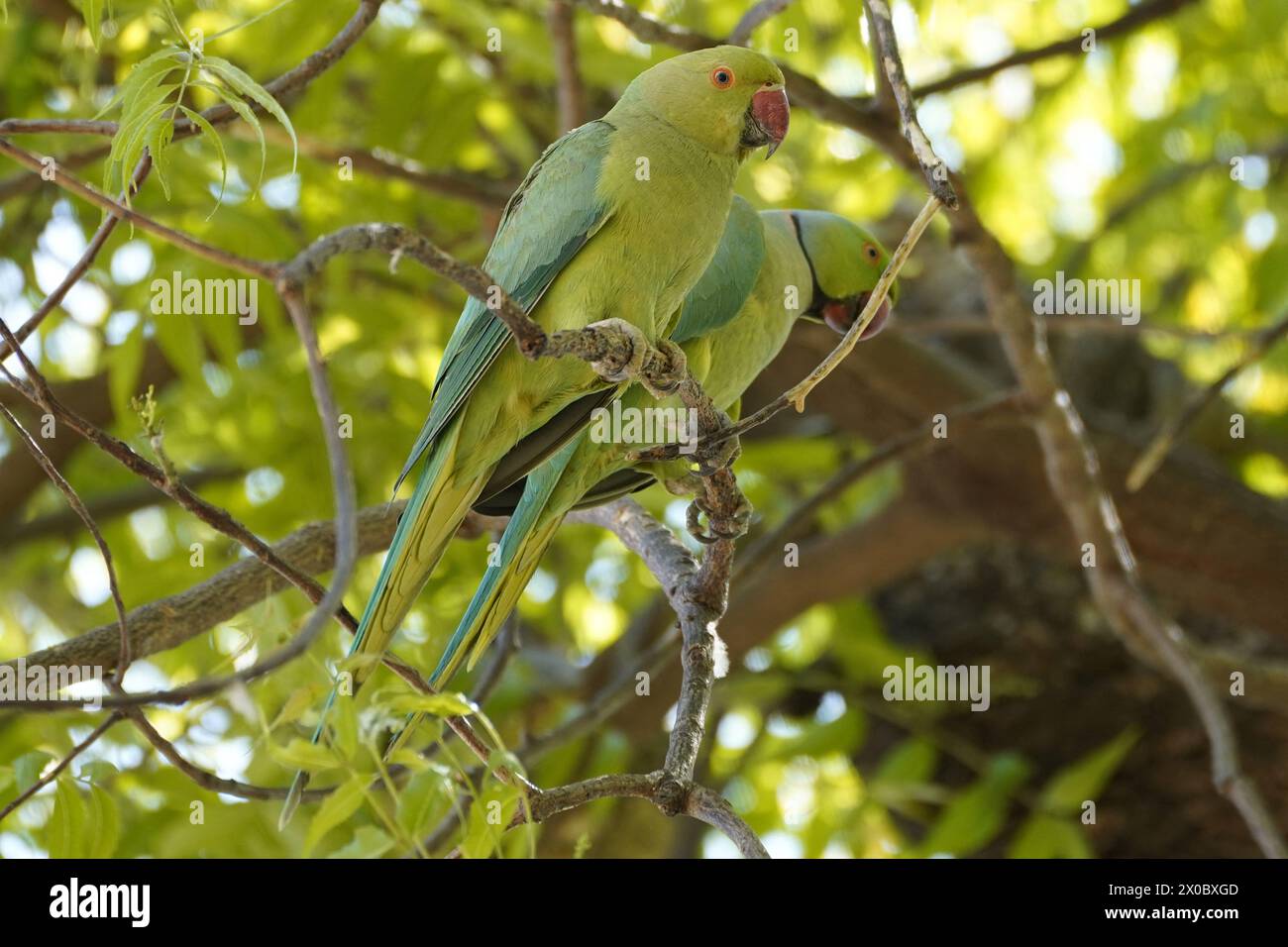 Illustration of a pair of green parrots, known as the alexandrine ...