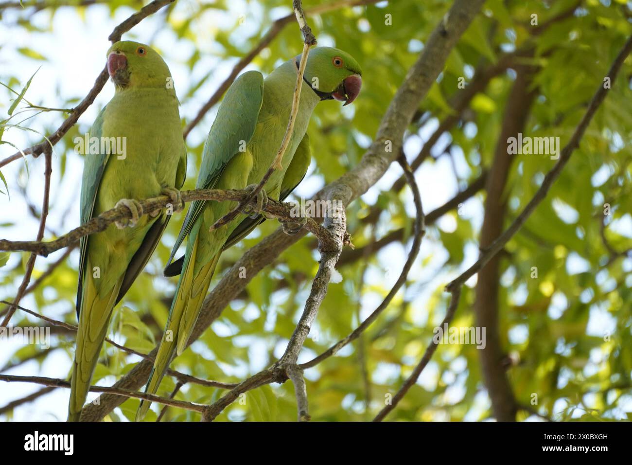 Illustration of a pair of green parrots, known as the alexandrine ...