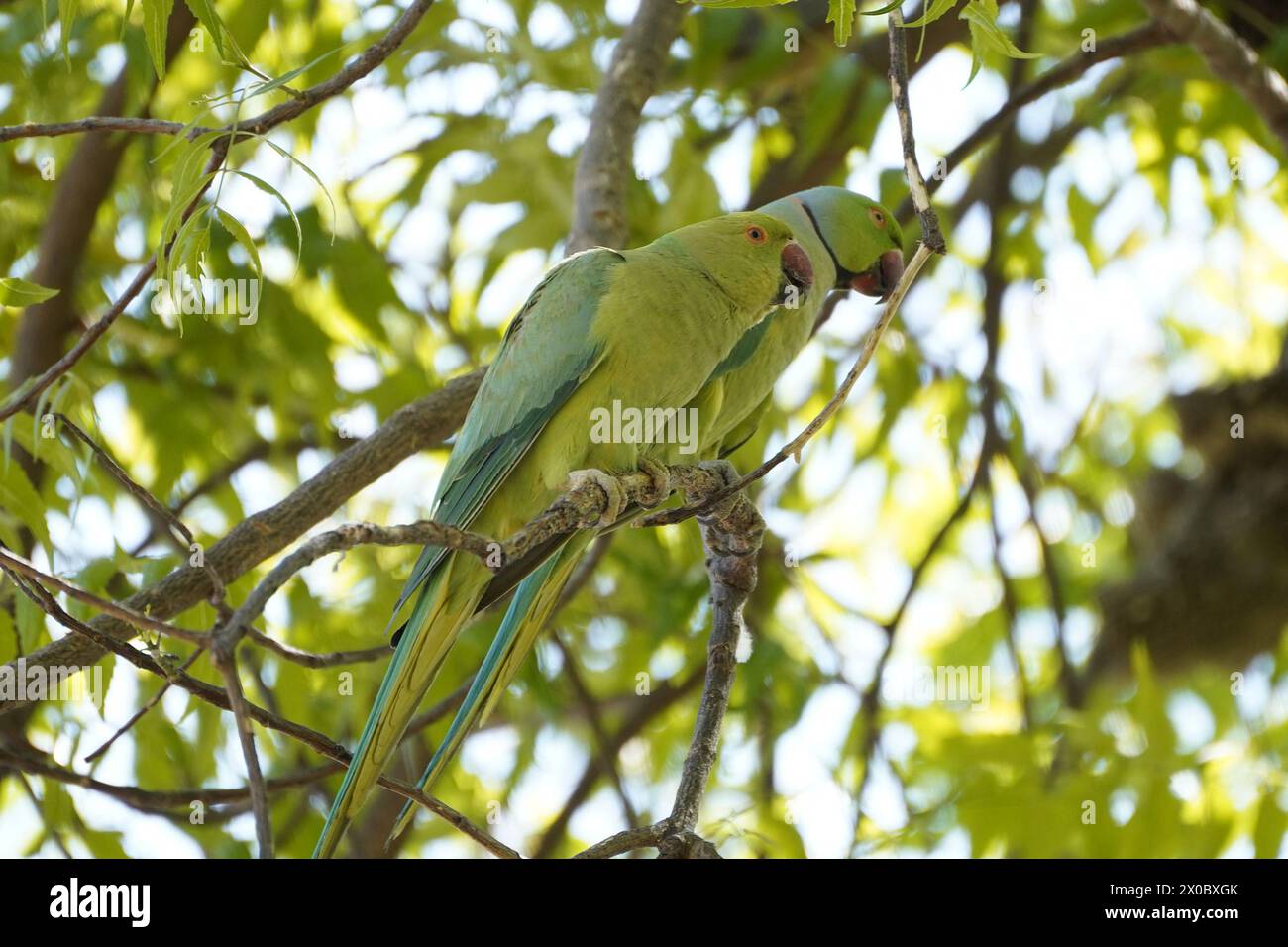 Illustration of a pair of green parrots, known as the alexandrine ...