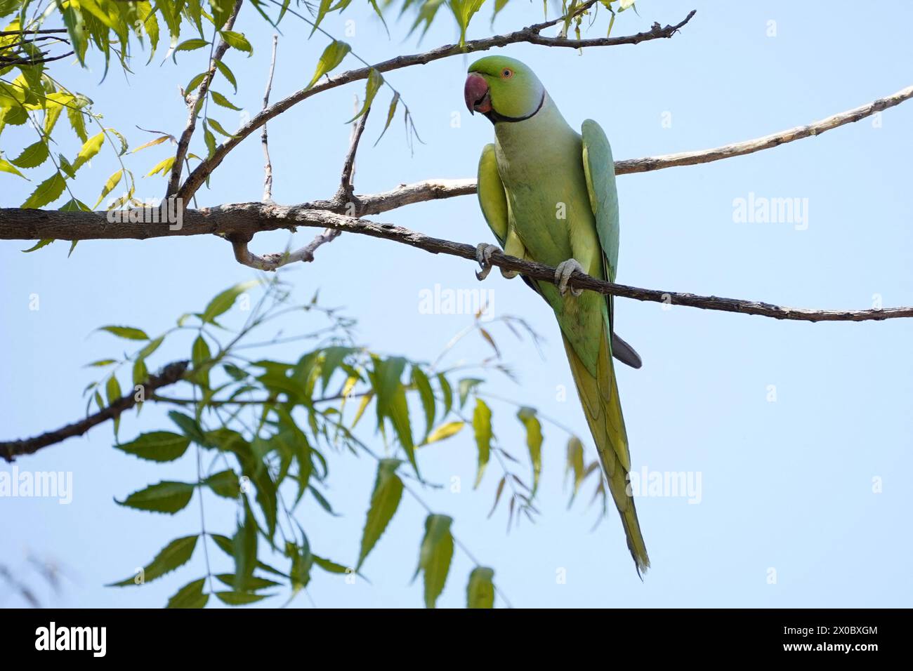Illustration of a green parrot, known as the alexandrine parakeet ...