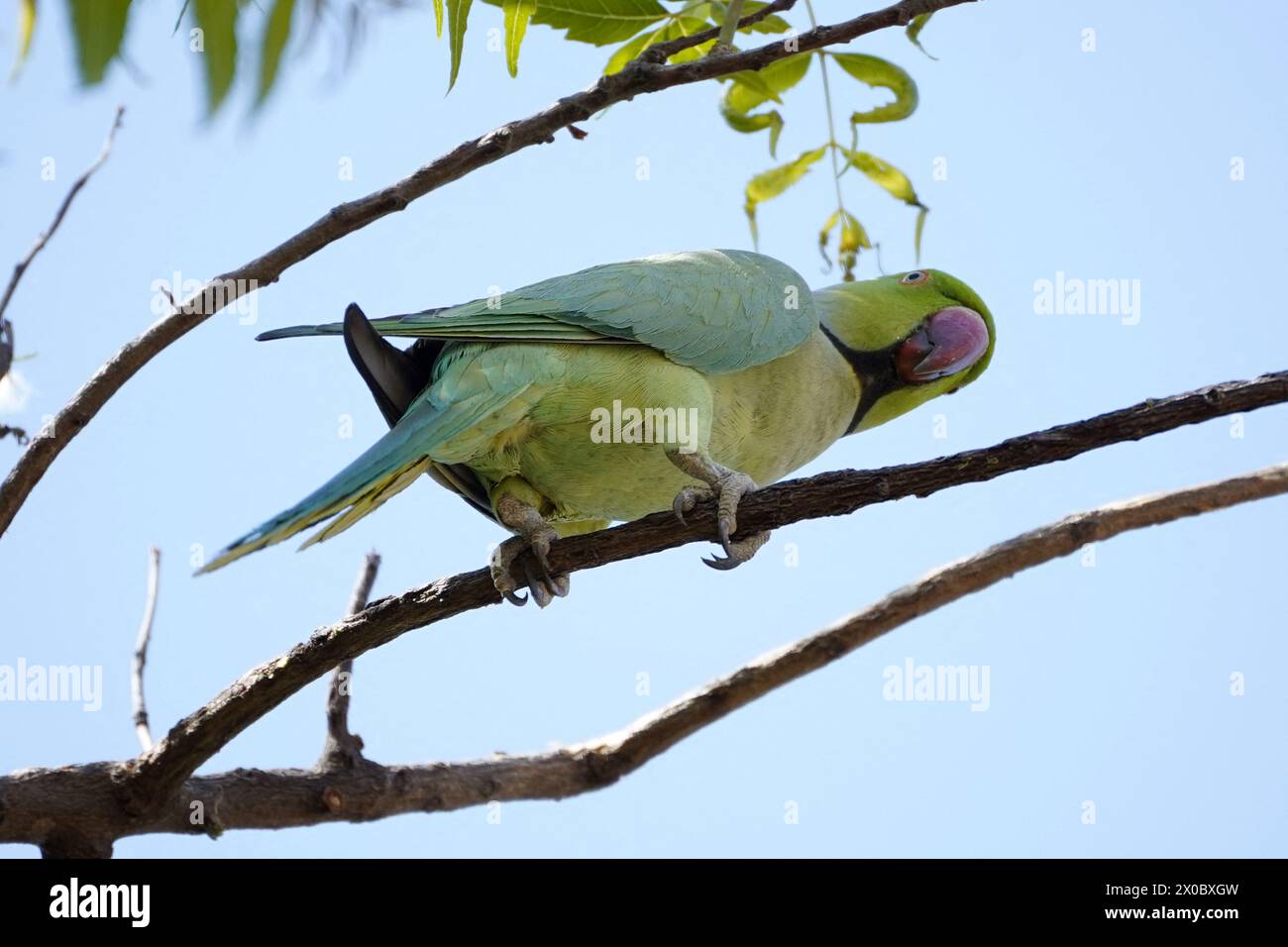 Illustration of a green parrot, known as the alexandrine parakeet ...