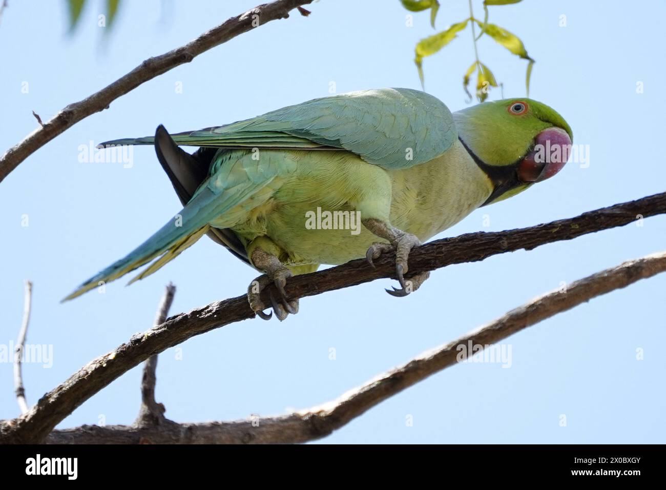 Illustration of a green parrot, known as the alexandrine parakeet ...