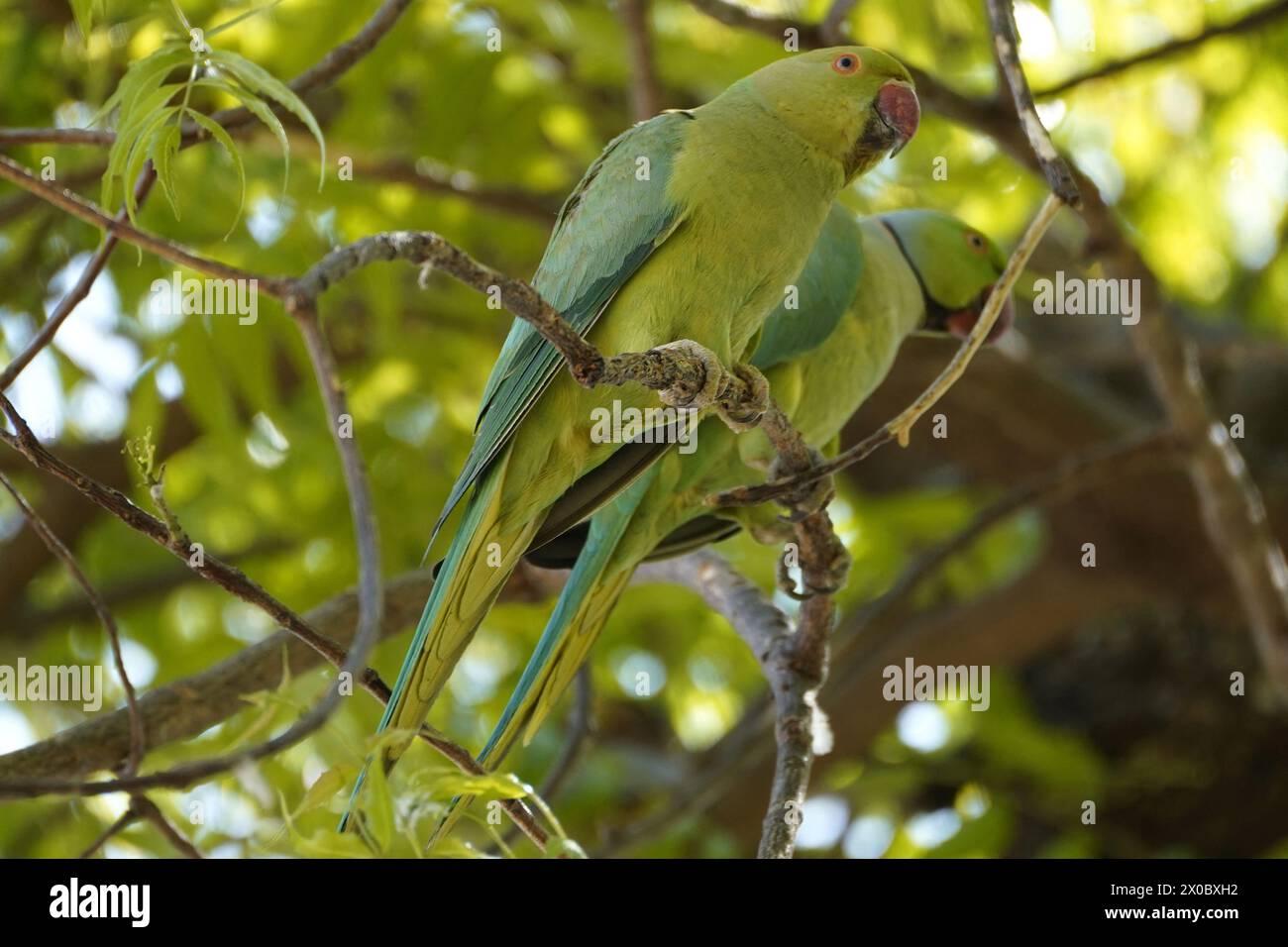 Illustration of a pair of green parrots, known as the alexandrine ...