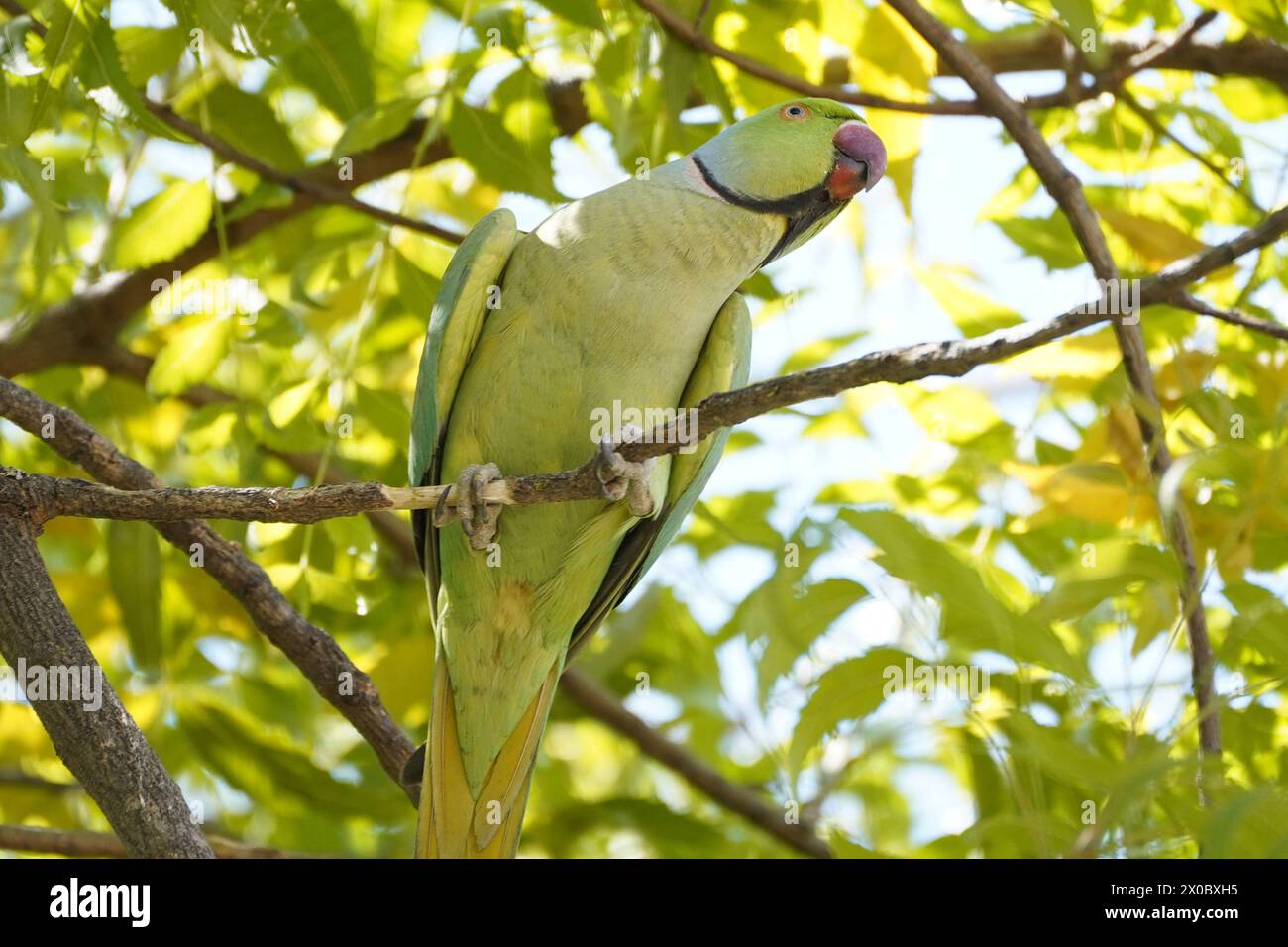 Illustration of a green parrot, known as the alexandrine parakeet ...