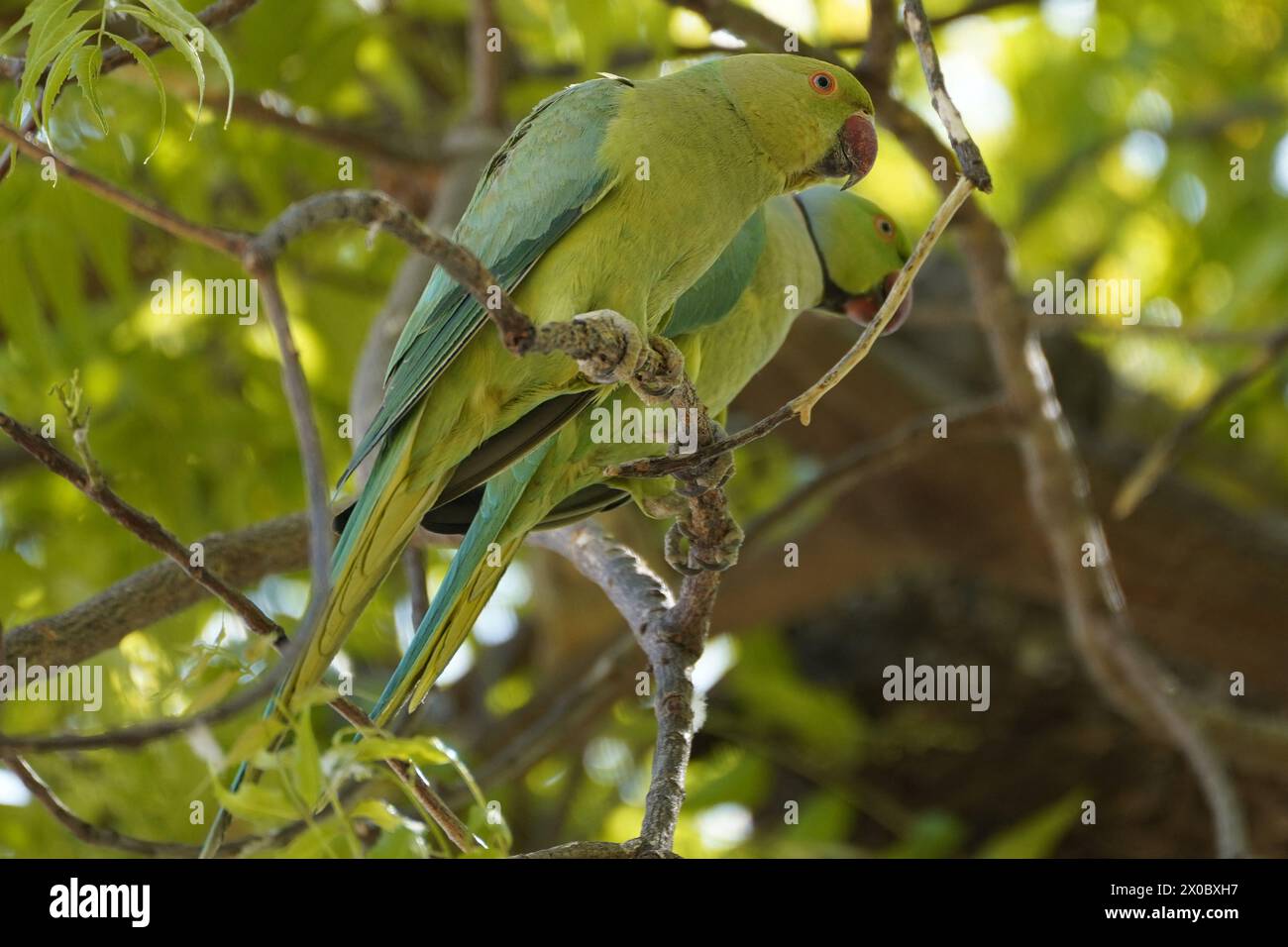 Illustration of a pair of green parrots, known as the alexandrine ...