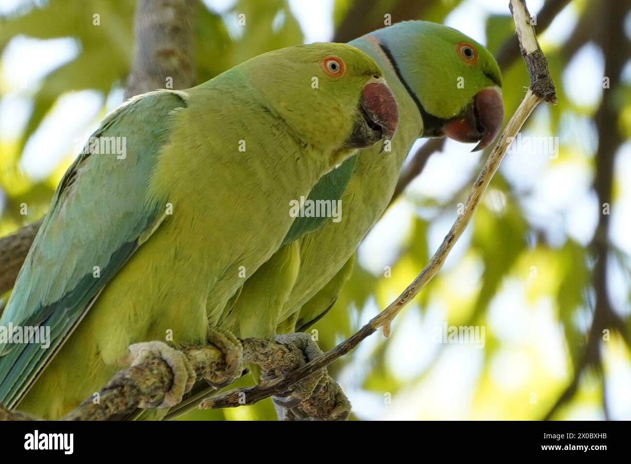 Illustration of a pair of green parrots, known as the alexandrine ...