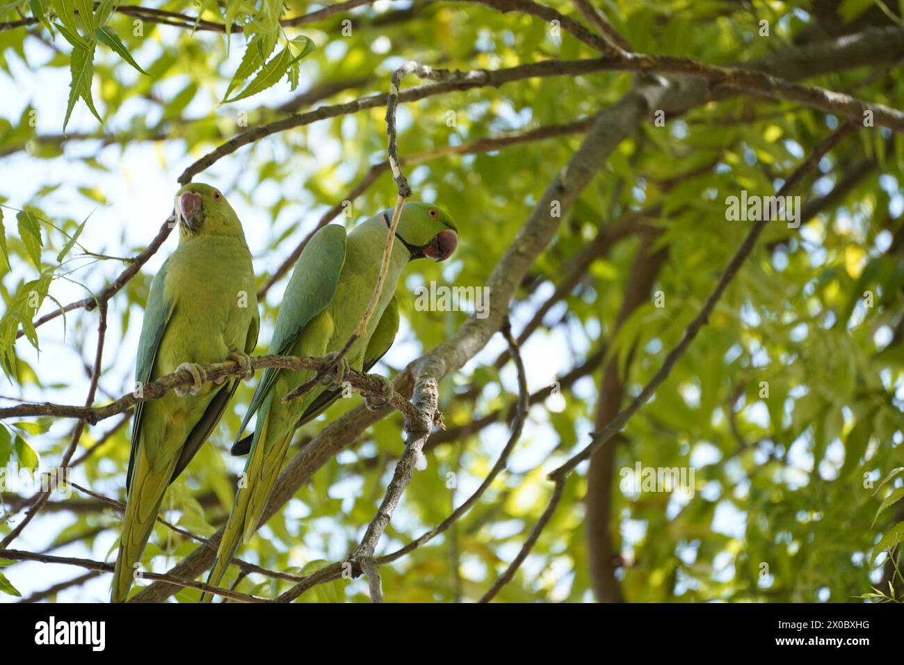 Illustration of a pair of green parrots, known as the alexandrine ...