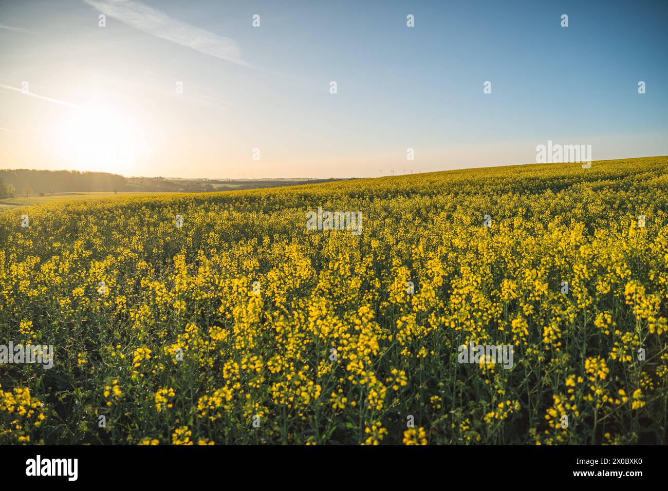 Raps ernte hi-res stock photography and images - Alamy