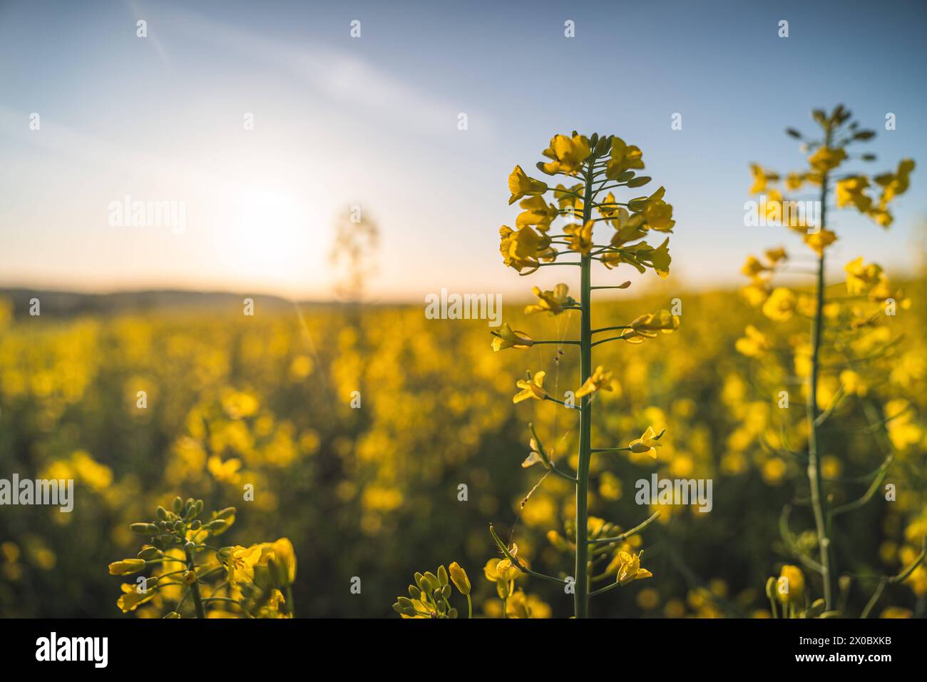 Raps ernte hi-res stock photography and images - Alamy
