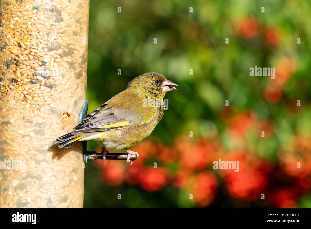 European Greenfinch Carduelis chloris Stock Photo - Alamy