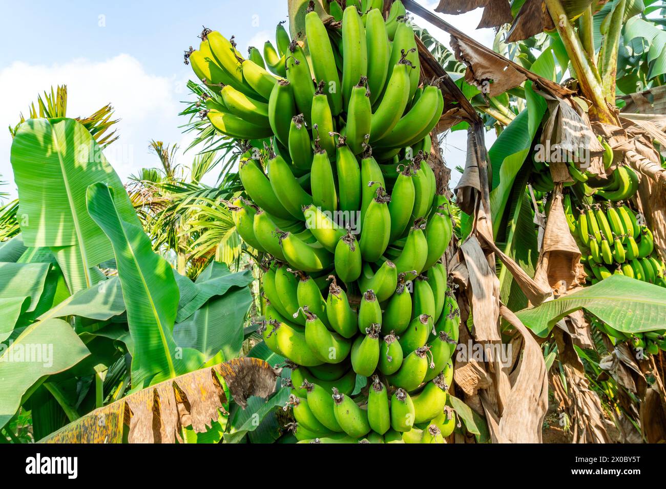 Unripe bananas in jungle close hi-res stock photography and images - Alamy