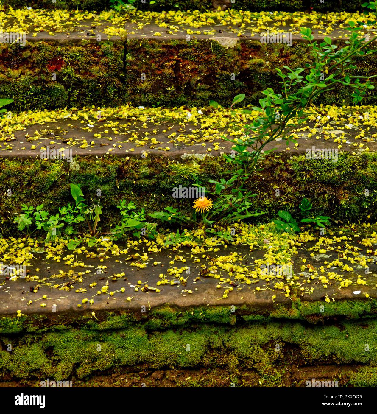 old stone steps covered with yellow flower petals and a single ...