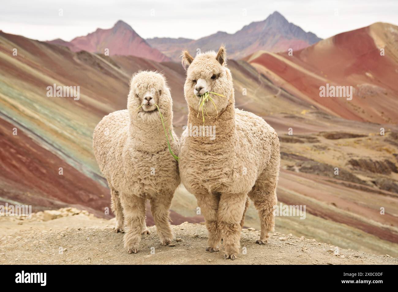 Llamas Alpacas in Andes Mountains, Peru, South America Stock Photo - Alamy