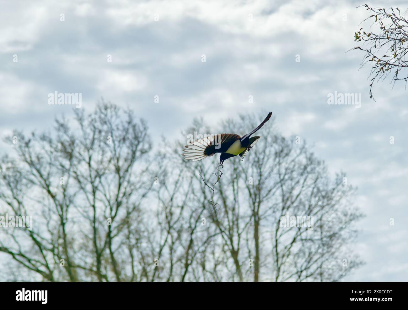 An Eurasian magpie (Pica pica) in flight wearing a large twig in its ...