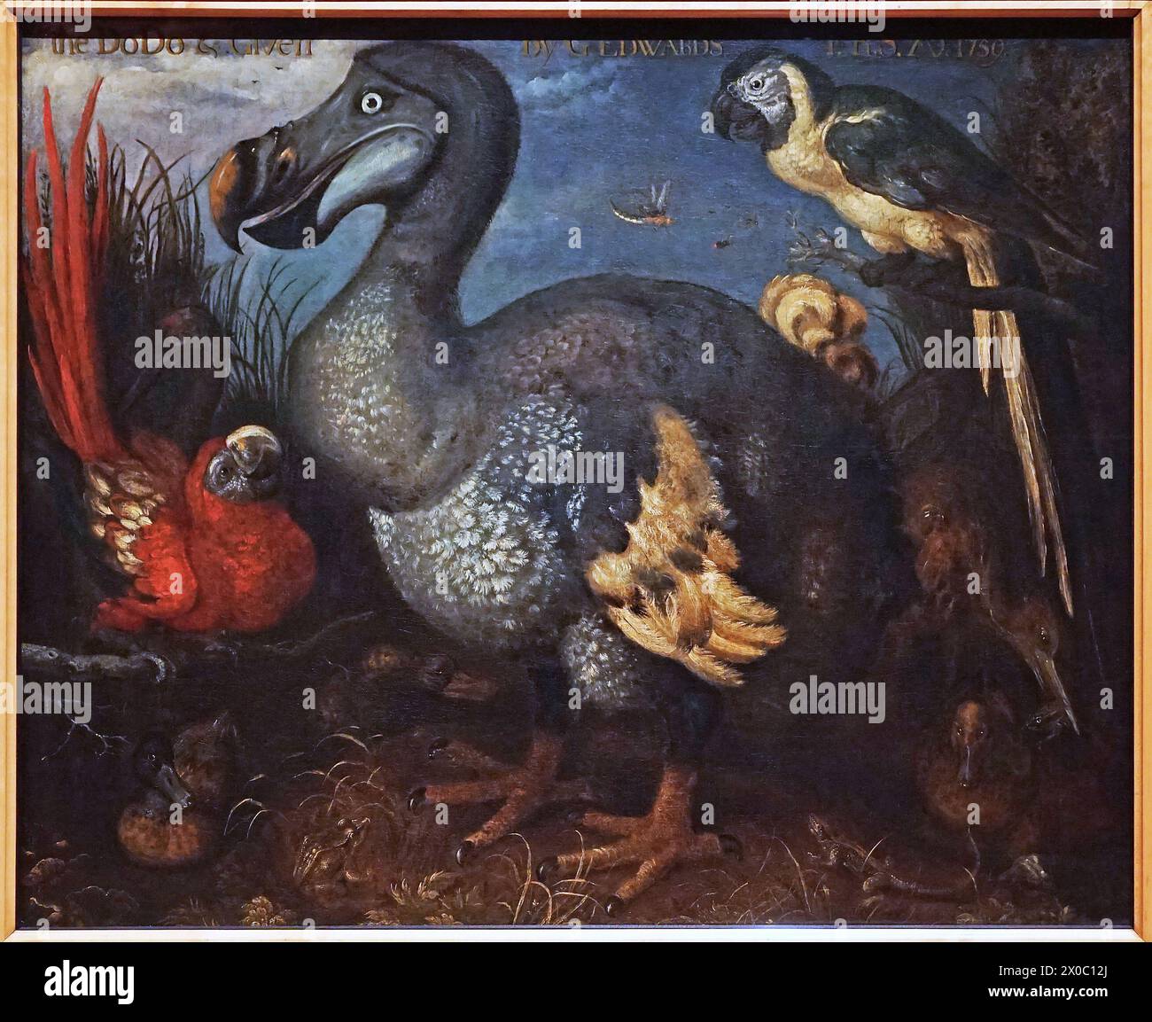 The dodo and other birds hi-res stock photography and images - Alamy