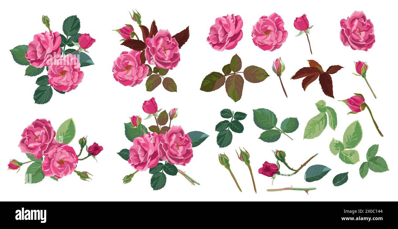 Roses in blossom, flourishing plants with leaves Stock Vector Image ...