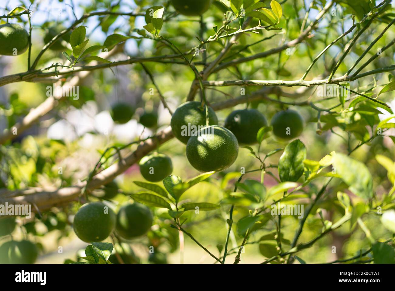 Green tangerines on a tree. Citrus fruit Stock Photo - Alamy