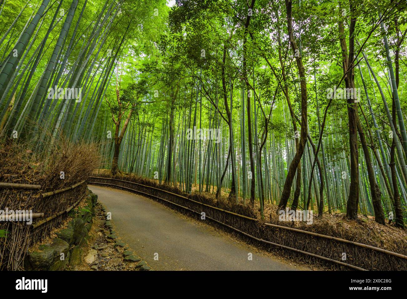 Bamboo Grove at Arashiyama, Kyoto, Japan Stock Photo - Alamy