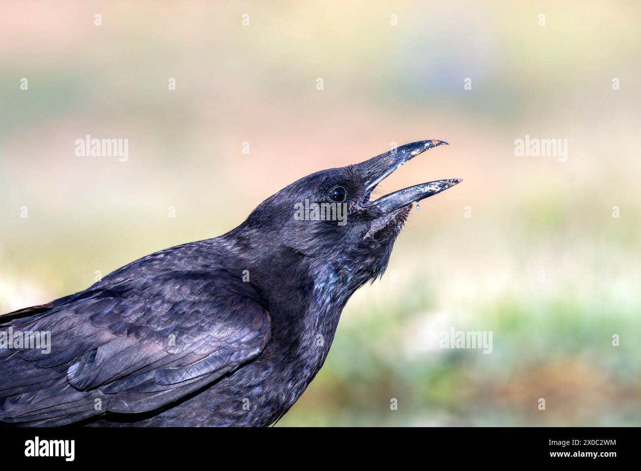 The thirsty crow hi-res stock photography and images - Alamy