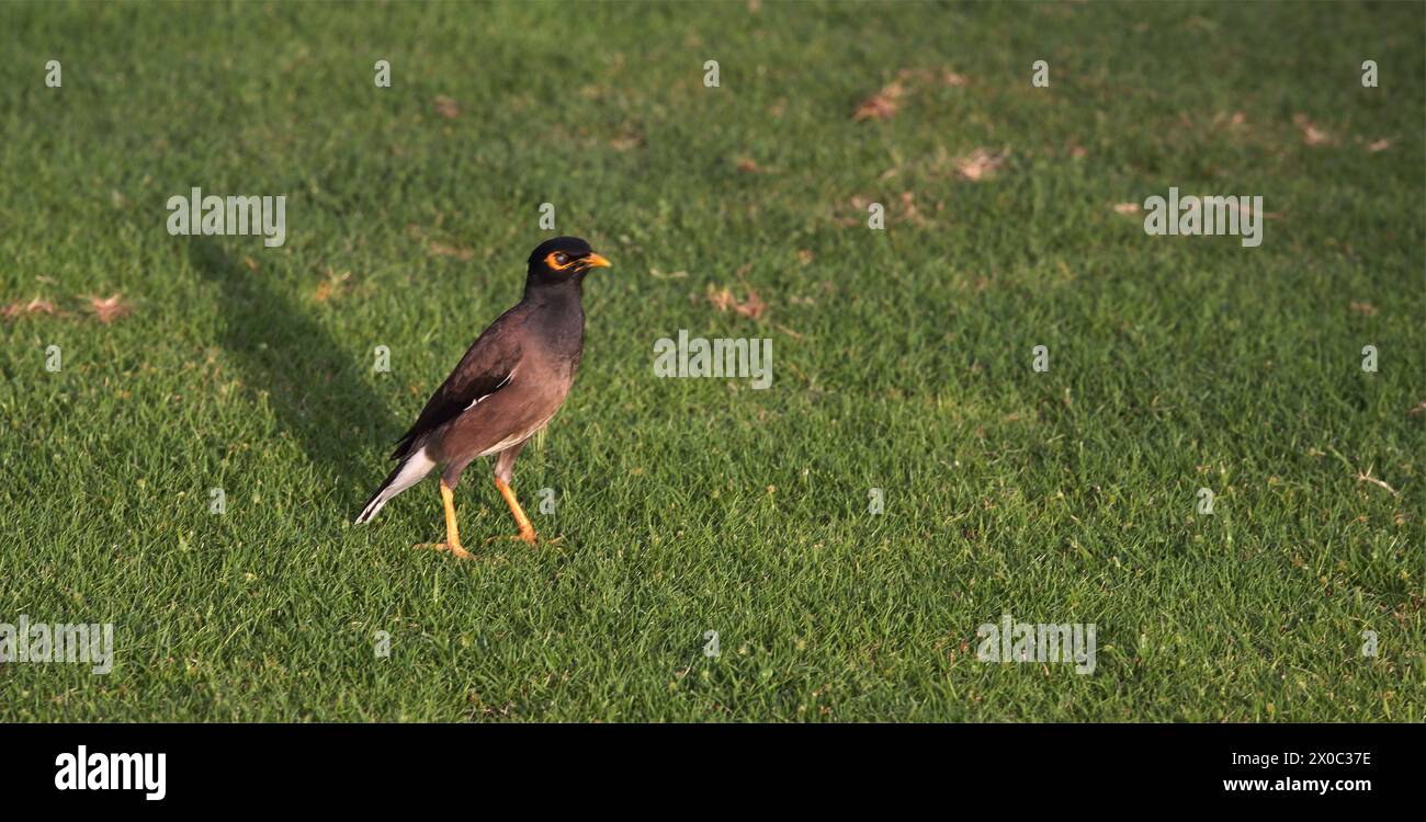 Common invasive species hi-res stock photography and images - Alamy