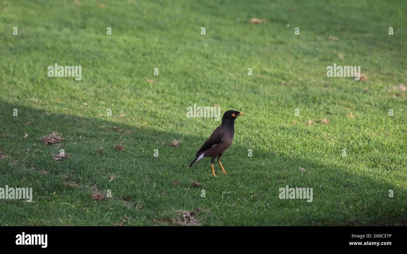 Common Mynah on Grass in Middle East Stock Photo - Alamy
