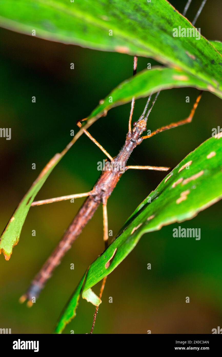 Stick Insect, Ghost insect, Tropical Rainforest, Marino Ballena ...