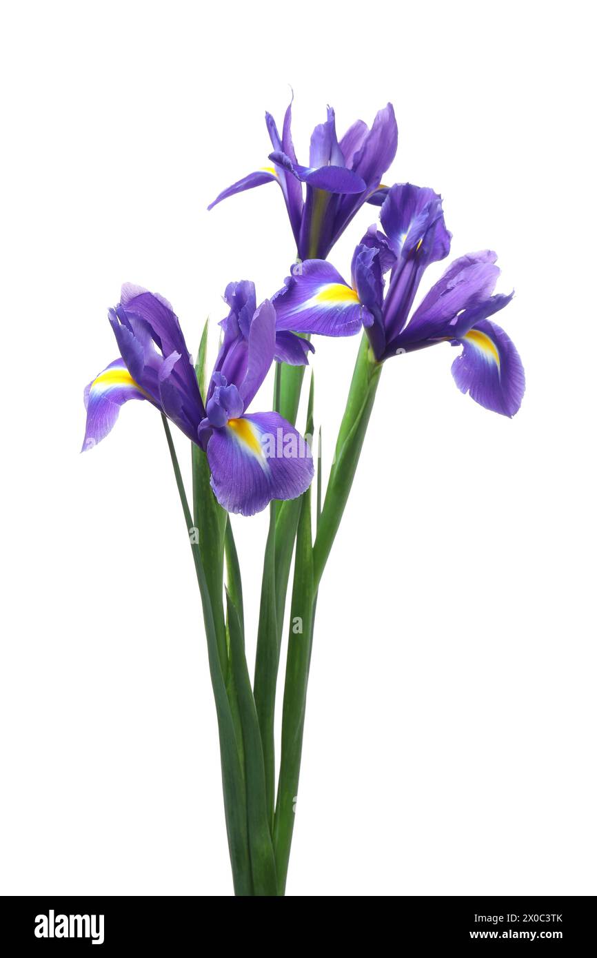 Beautiful violet iris flowers hi-res stock photography and images - Alamy