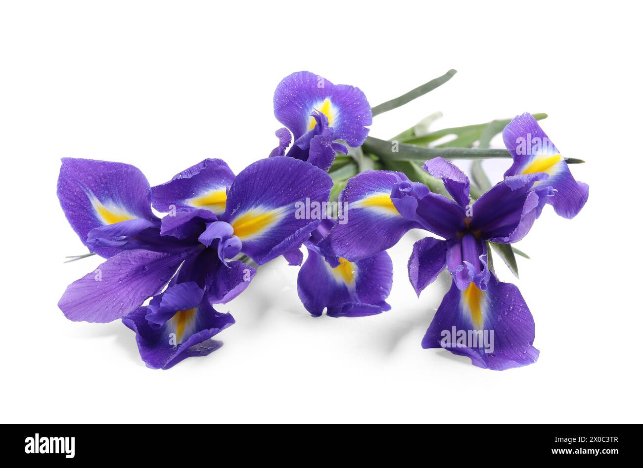 Beautiful violet iris flowers with water drops isolated on white Stock ...
