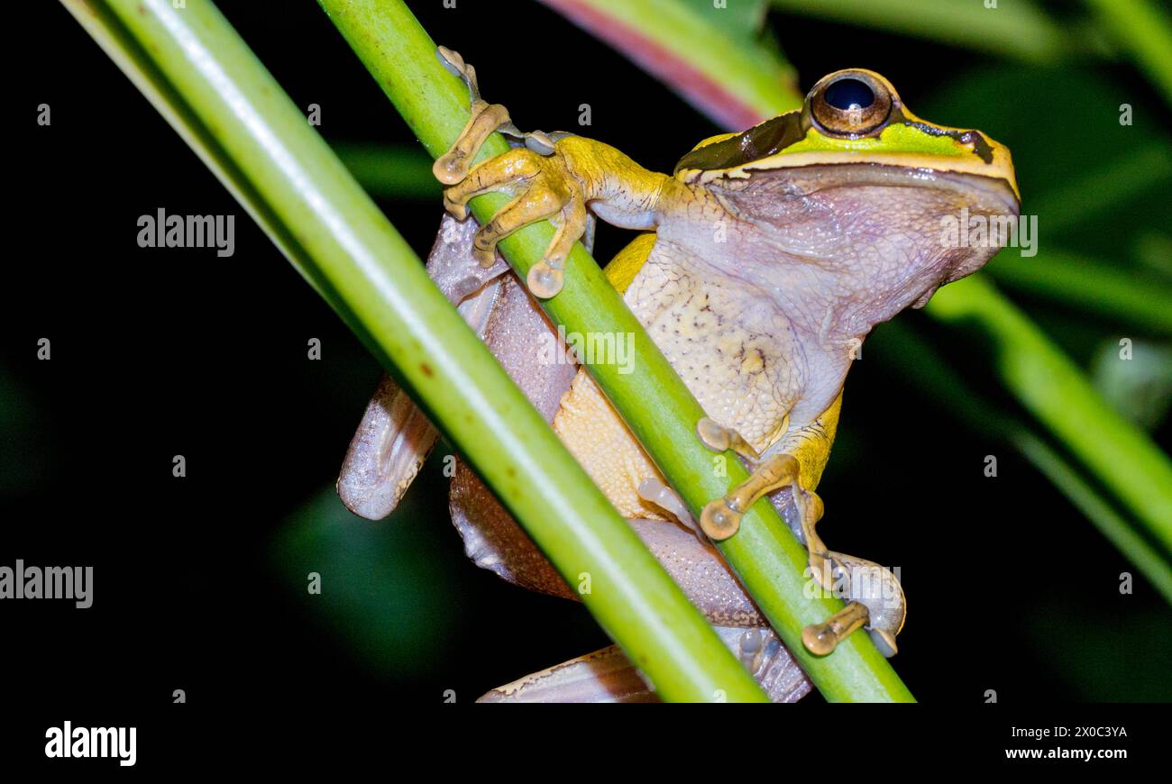 New Granada Cross-banded Tree Frog, Smilisca phaeota, Tropical ...