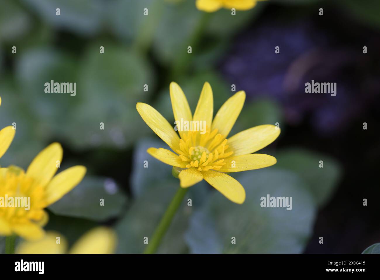 Beautiful yellow lesser celandine flowers growing outdoors, closeup ...