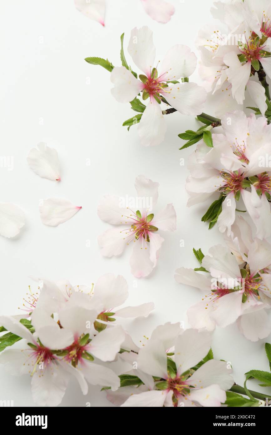 Spring tree branches with beautiful blossoms on white background, flat ...