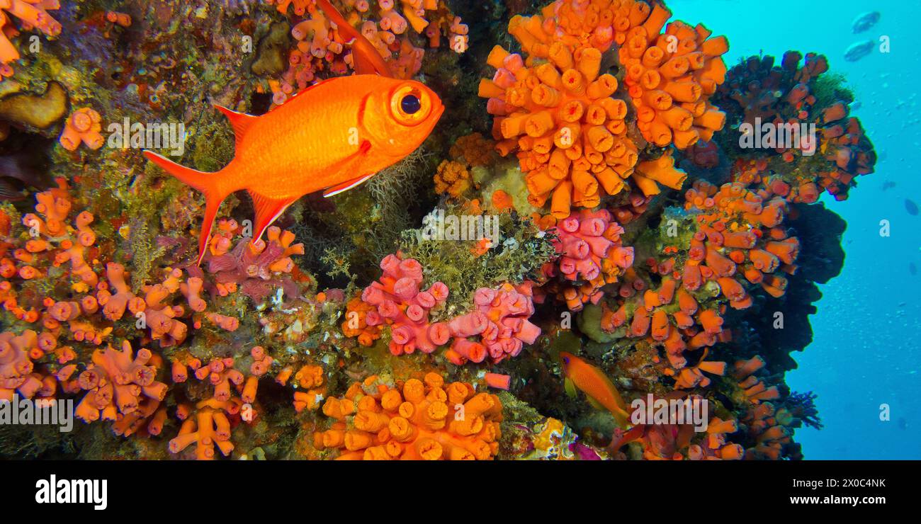 Immaculate Soldierfish, Myripristis vittata, Coral Reef, Reef Building ...