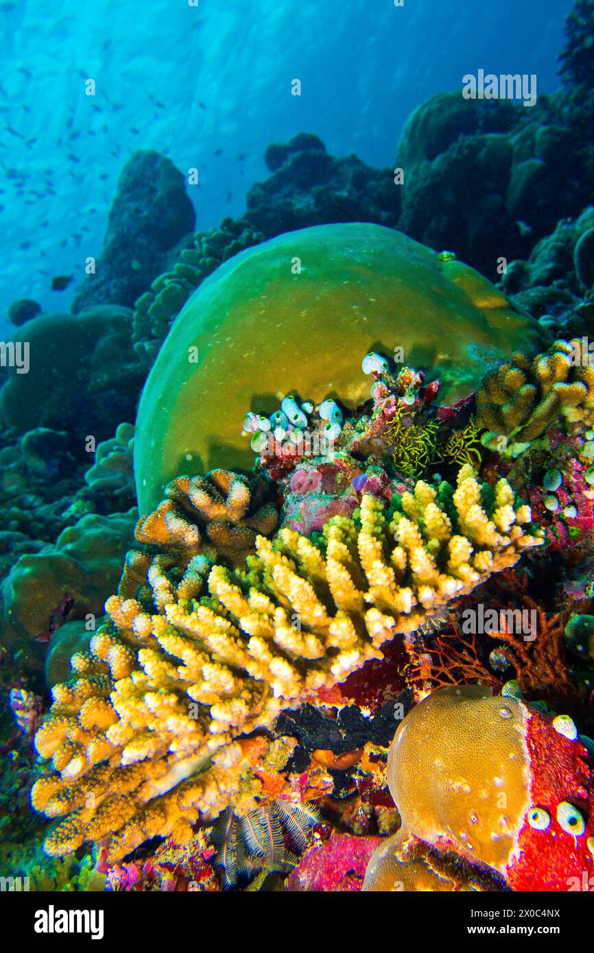 Coral Reef, Reef Building Coral, South Ari Atoll, Maldives, Indian ...