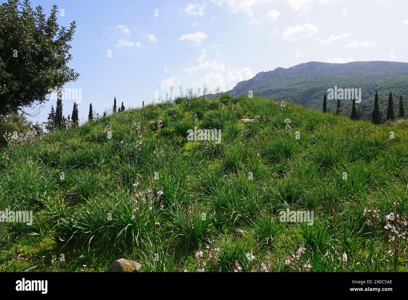 The burial mound, or tymbos, of the Plataeans killed during the famous ...