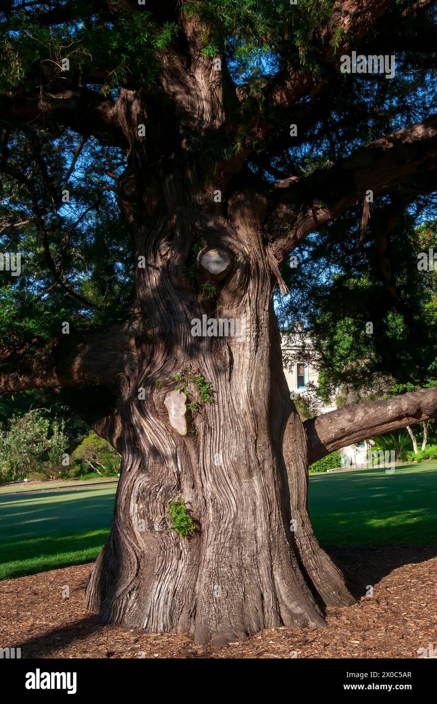 Sydney Australia, tree trunk of a juniperus bermudiana tree in sunshine ...