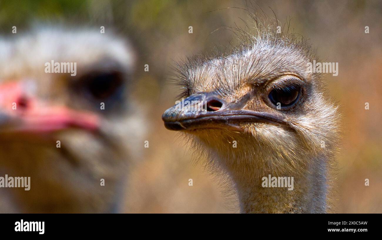 Common Ostrich, Rhino and Lion Nature Reserve, Gauteng, South Africa ...