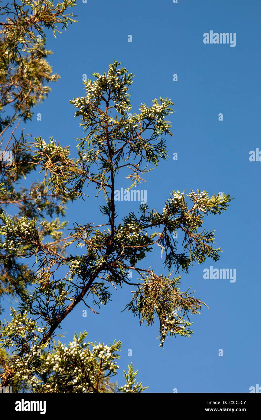 Sydney Australia, canopy of a juniperus bermudiana tree against blue ...