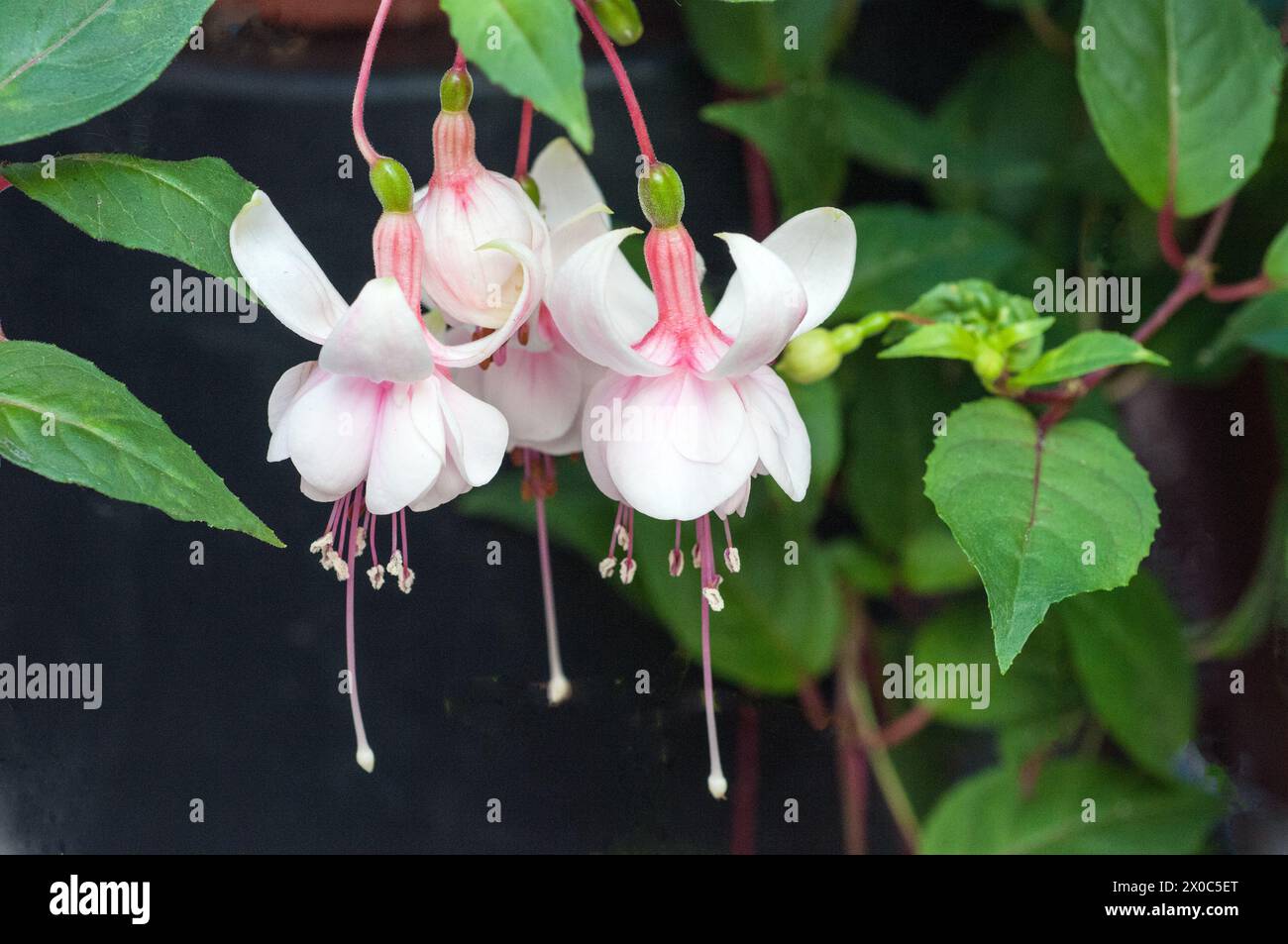 Semi trailing fuchsia hi-res stock photography and images - Alamy