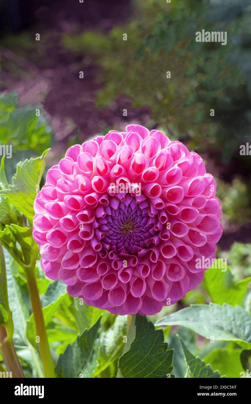 Close up of Dahlia Jowey Winnie a small ball salmon pink dahlia that is ...