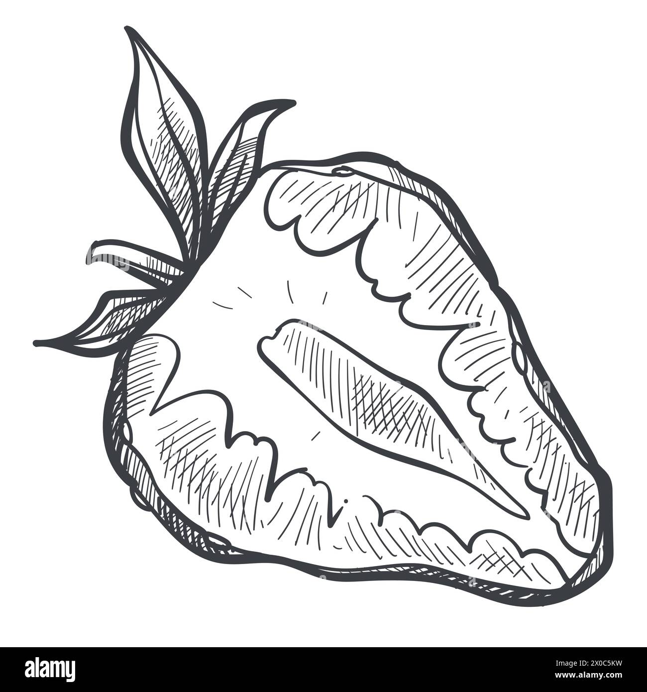 Strawberry berry cut in half, monochrome sketch Stock Vector Image ...