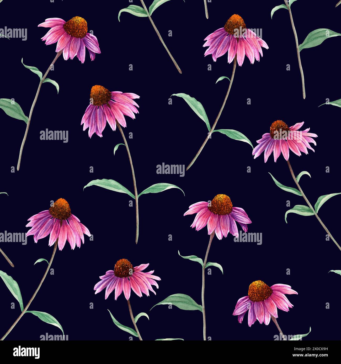 Watercolor seamless pattern with herb flower Coneflower, Echinacea ...